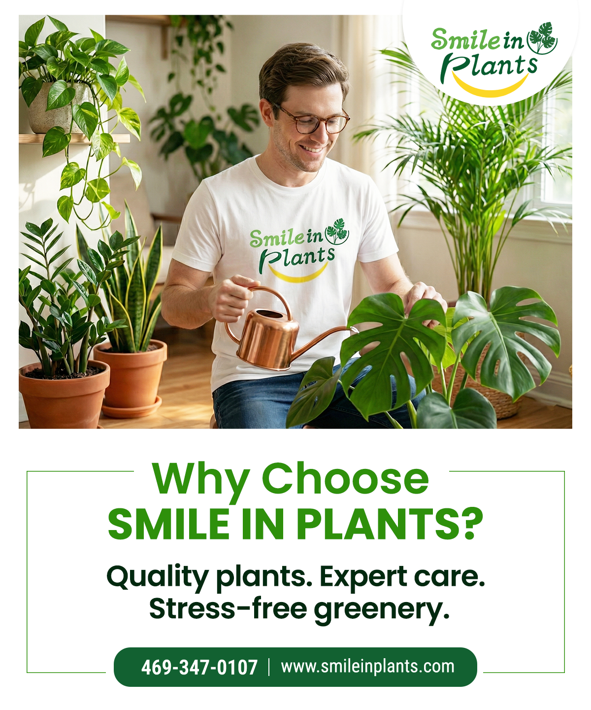 Ficus Triangularis – Braid - Smile in Plants - Interior Plants Services